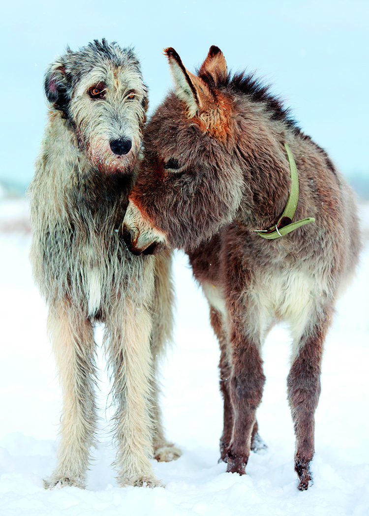 Card Categories - Northern Exposure Cards